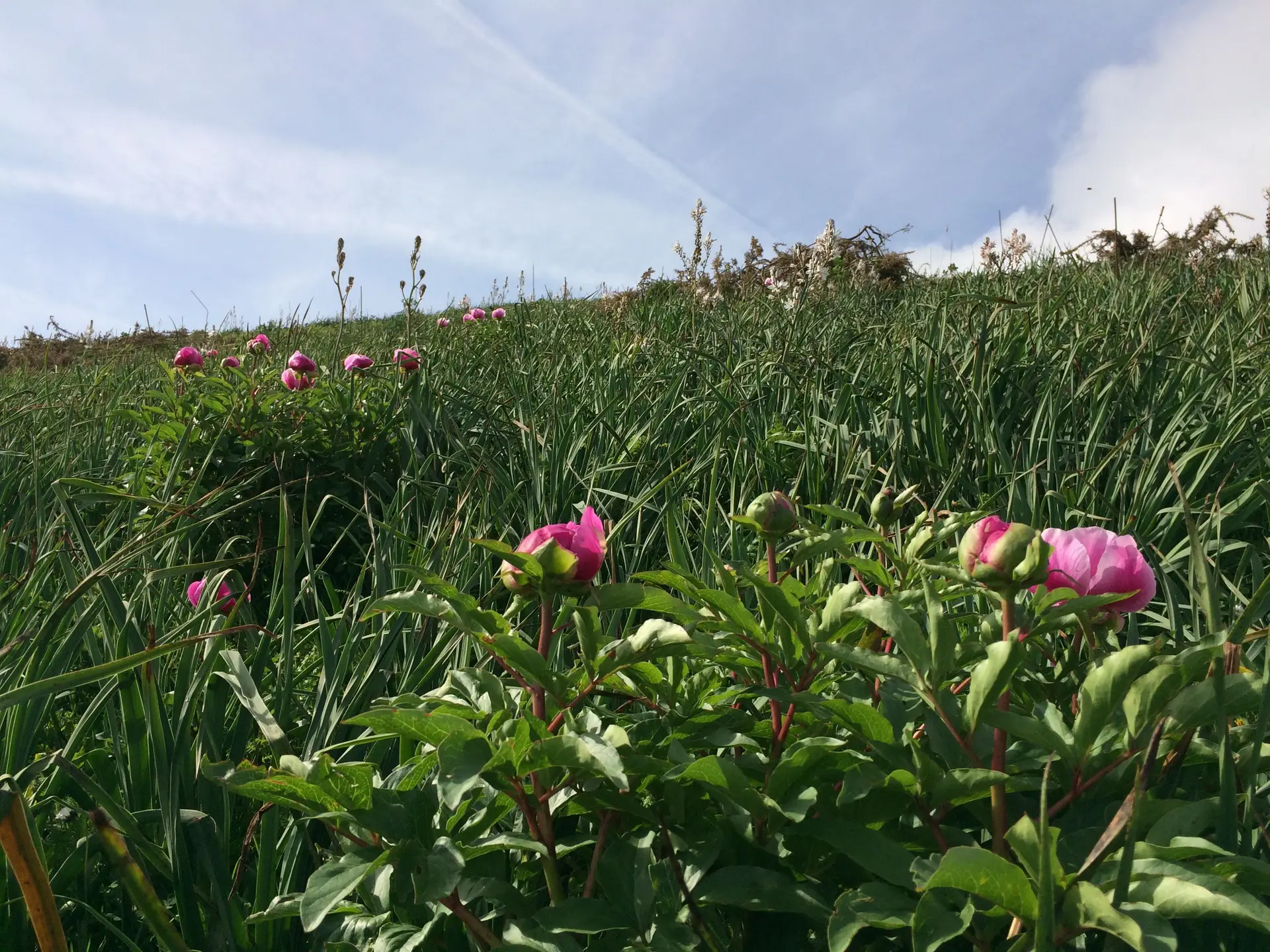 Expresso | Como Nossa Senhora apareceu na Malveira