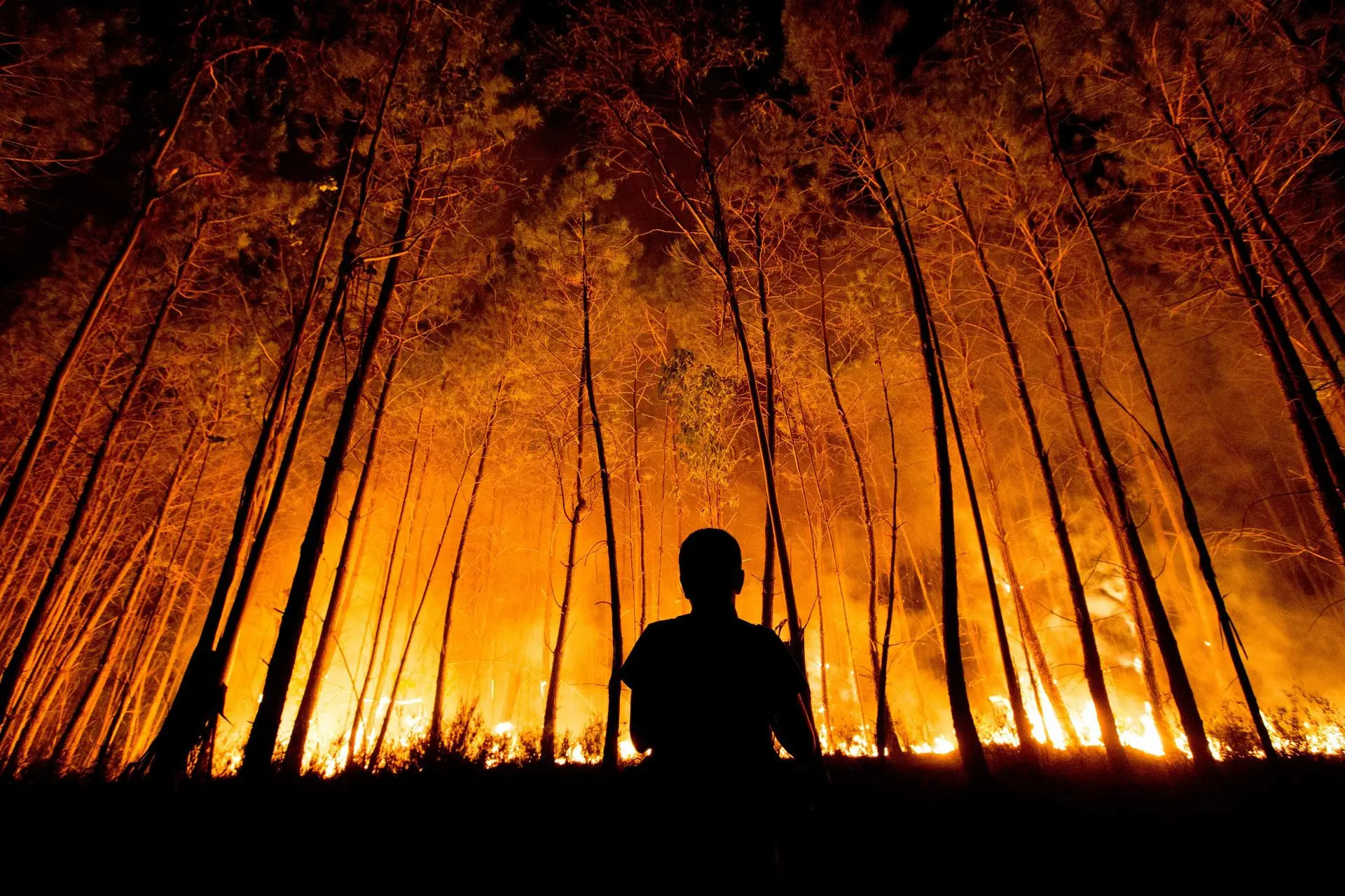 Três dias para ver no cinema o filme sobre incêndio em Pedrógão Grande ...