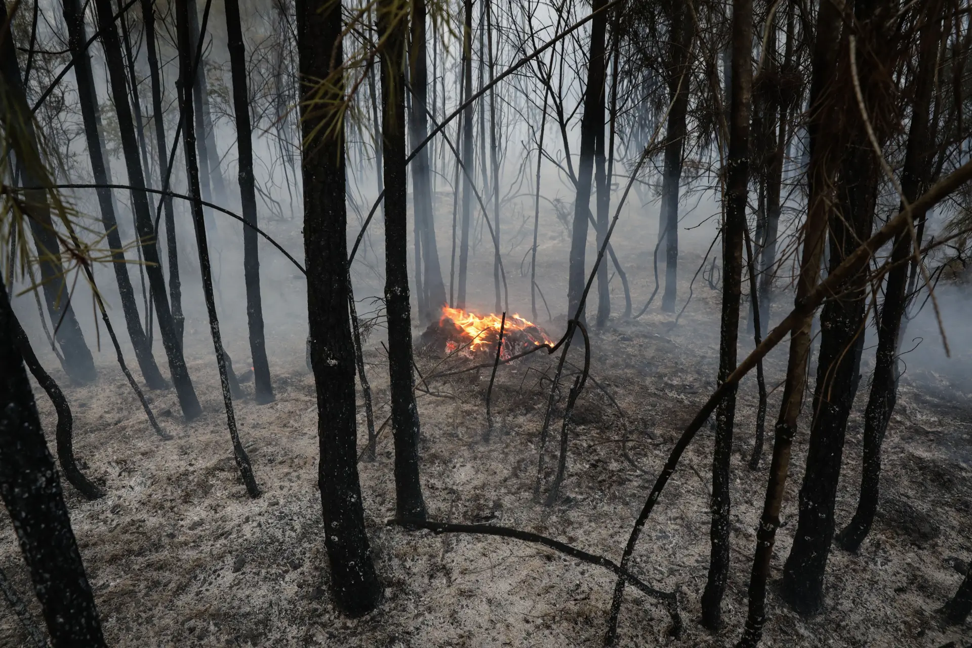 Incêndios deste ano já mataram mais de 100 pessoas - Expresso