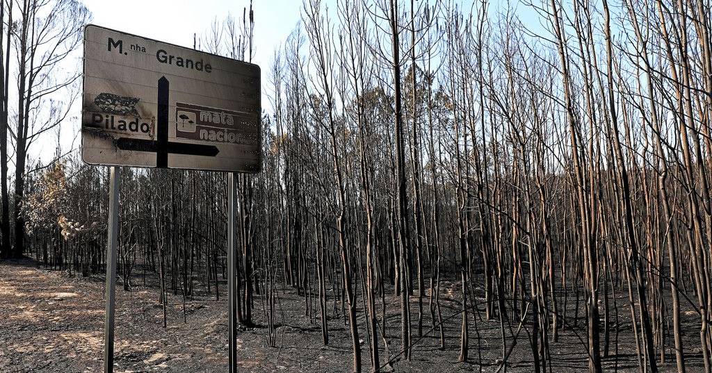 Município francês doa 53 mil árvores ao Pinhal de Leiria - Expresso