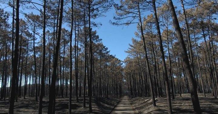 Pinhal de Leiria. “O verde e o negro” - Expresso