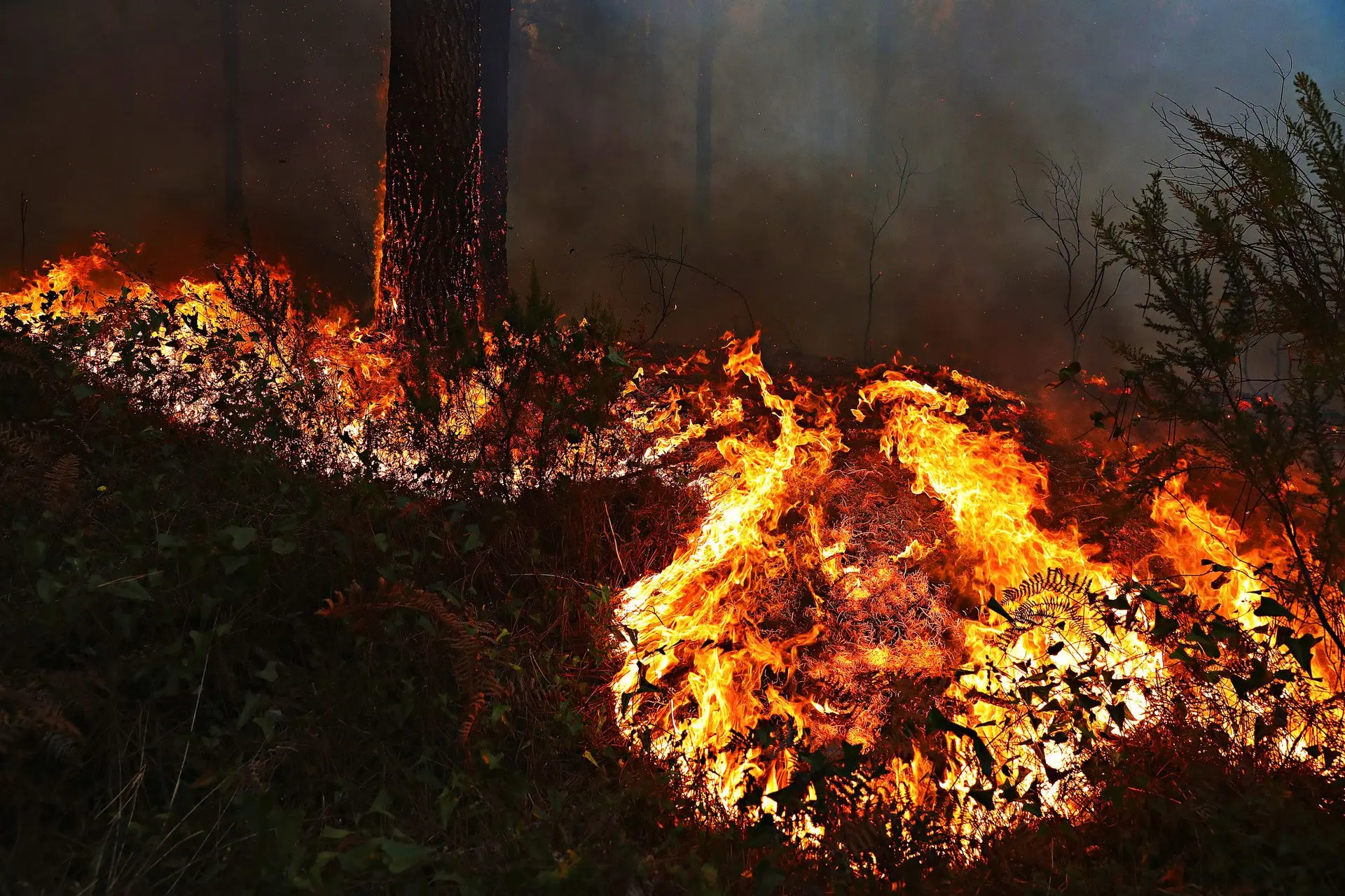 Subitamente no verão passado... - Expresso
