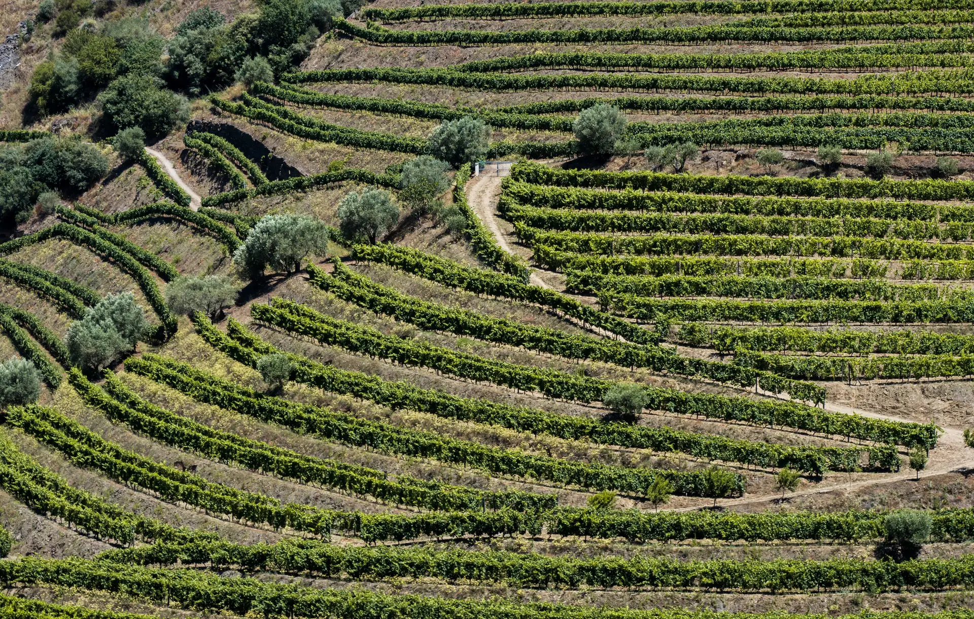 Vinhos. Portugal tem duas marcas entre as 13 mais admiradas do mundo ...