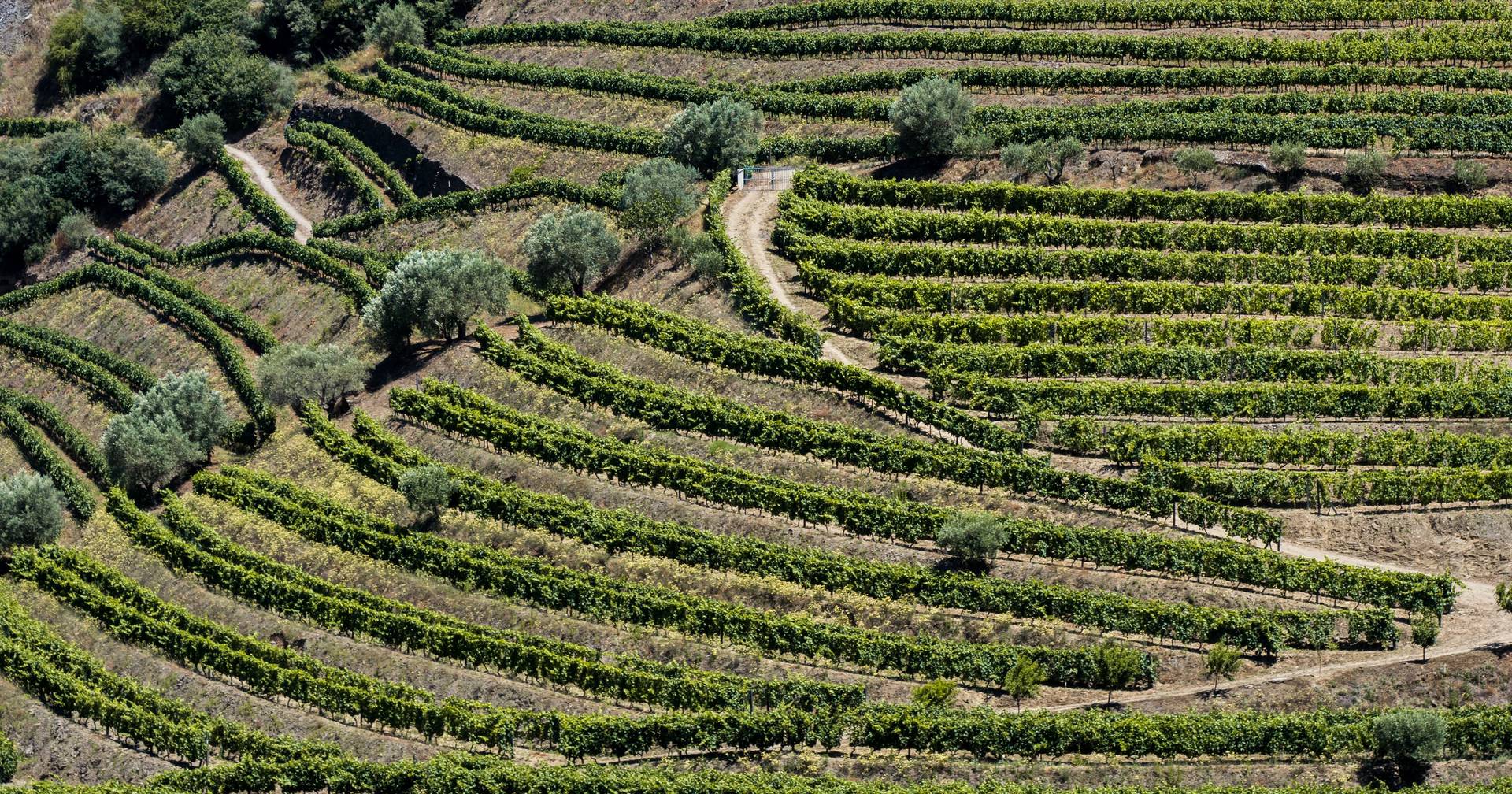 Douro vai transformar 116 mil pipas de vinho do Porto em 2018 - Expresso