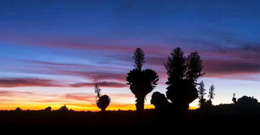 Expresso | Descoberto fóssil de um macaco que viveu há 4,2 milhões de ...