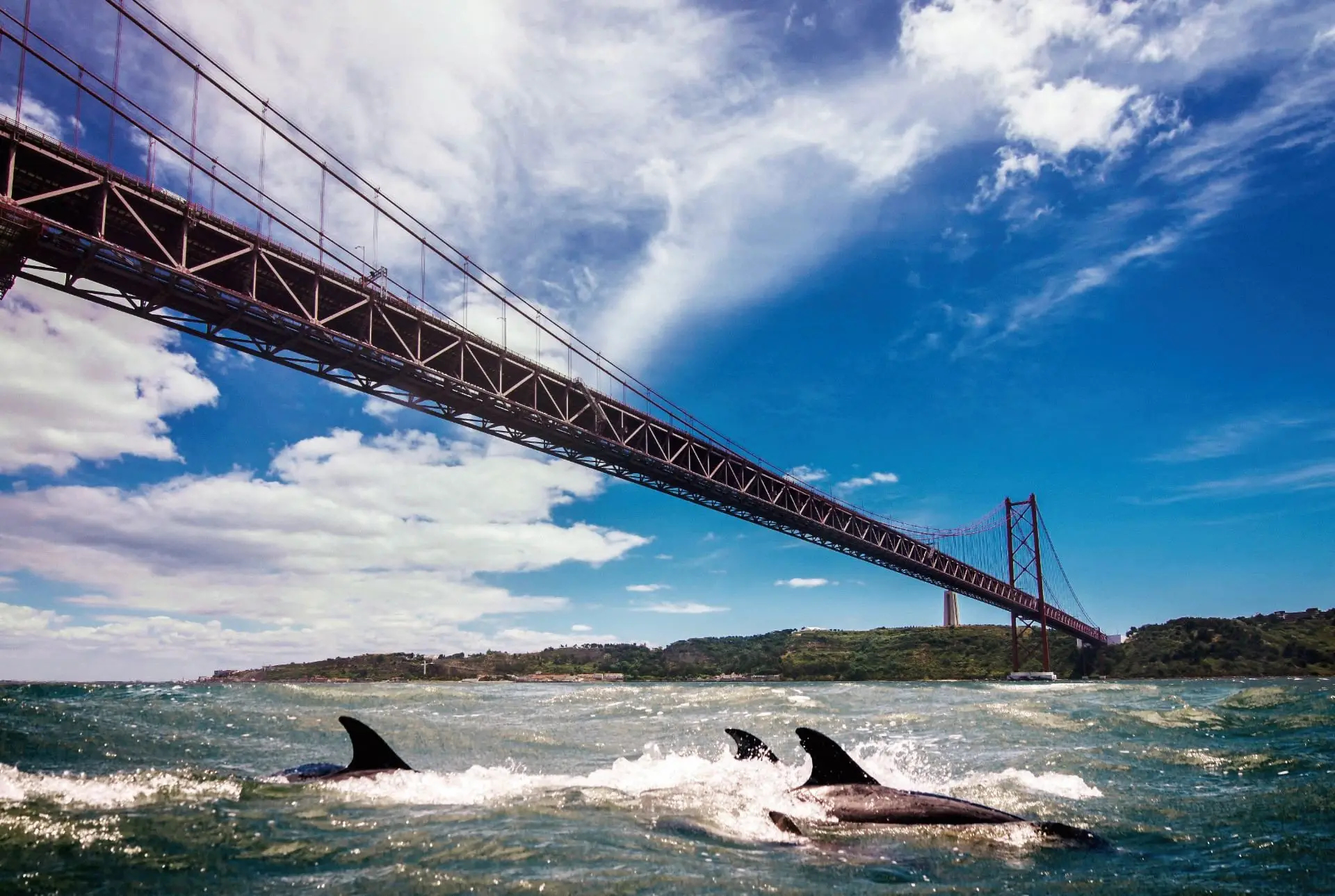 Tejo: Há cada vez mais golfinhos a banhos no estuário - Expresso