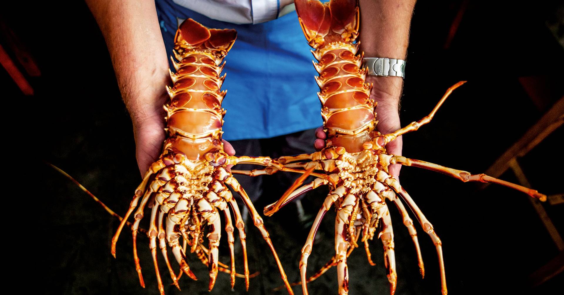 Sem espinhas: este é fascinante mundo dos mariscos - Expresso