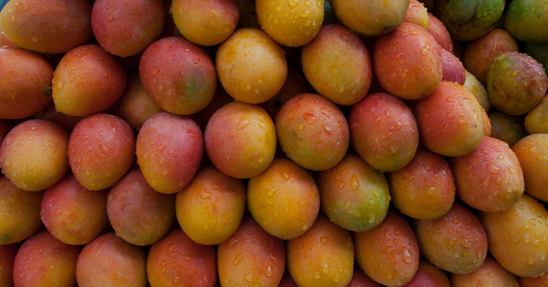 Moçambique acolhe projeto para plantar mangais como créditos de carbono ...