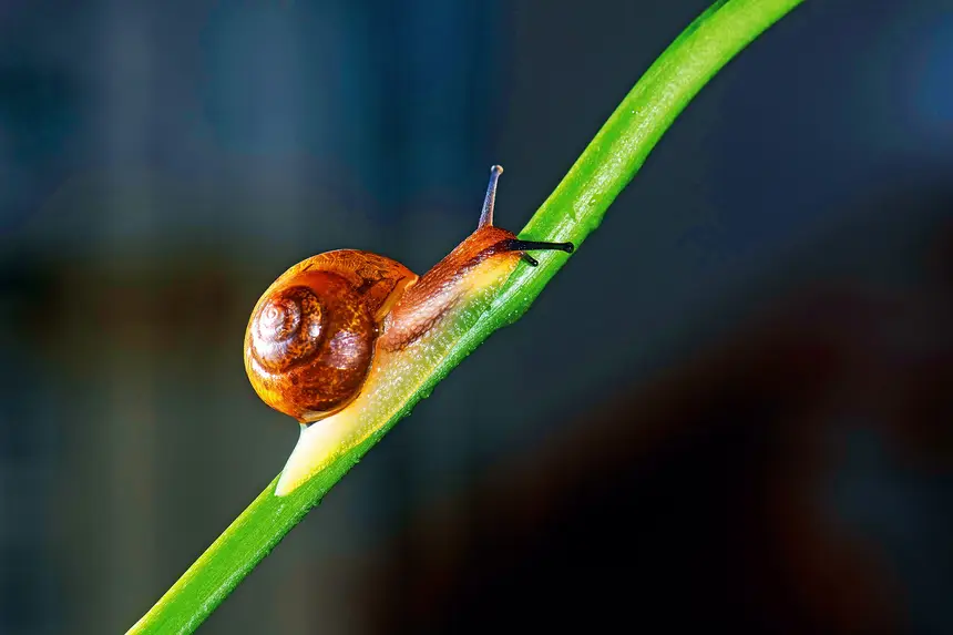 Caracol, caracolinho. Sai mais um para o pratinho: A época está aberta ...