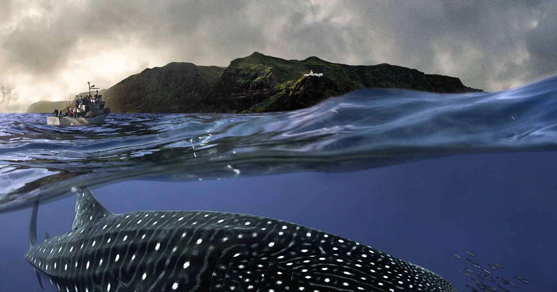 Expresso | Açores: os mistérios do maior peixe do mundo revelam-se no ...