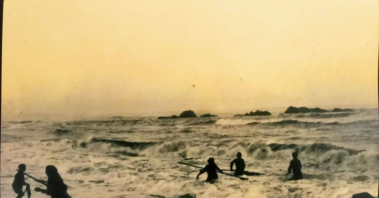 Sargaço nas praias: as algas valem ouro, mas todos os anos há toneladas ...