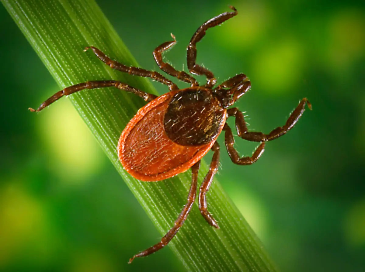 Conscientizacao Sobre A Doenca De Lyme 1.500+ Doença De Lyme