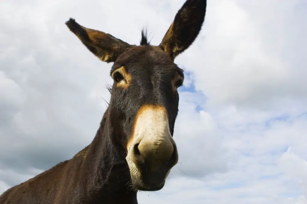 Burro foi domesticado há sete mil anos em África - Expresso