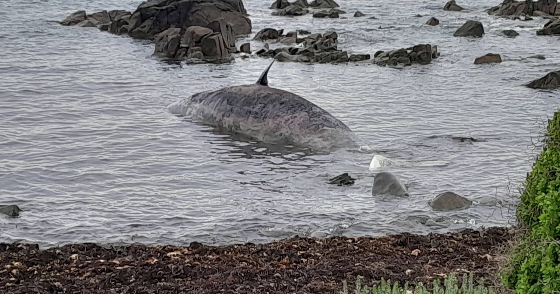 Cerca de 230 golfinhos-piloto encalhados na costa da Tasmânia - Expresso