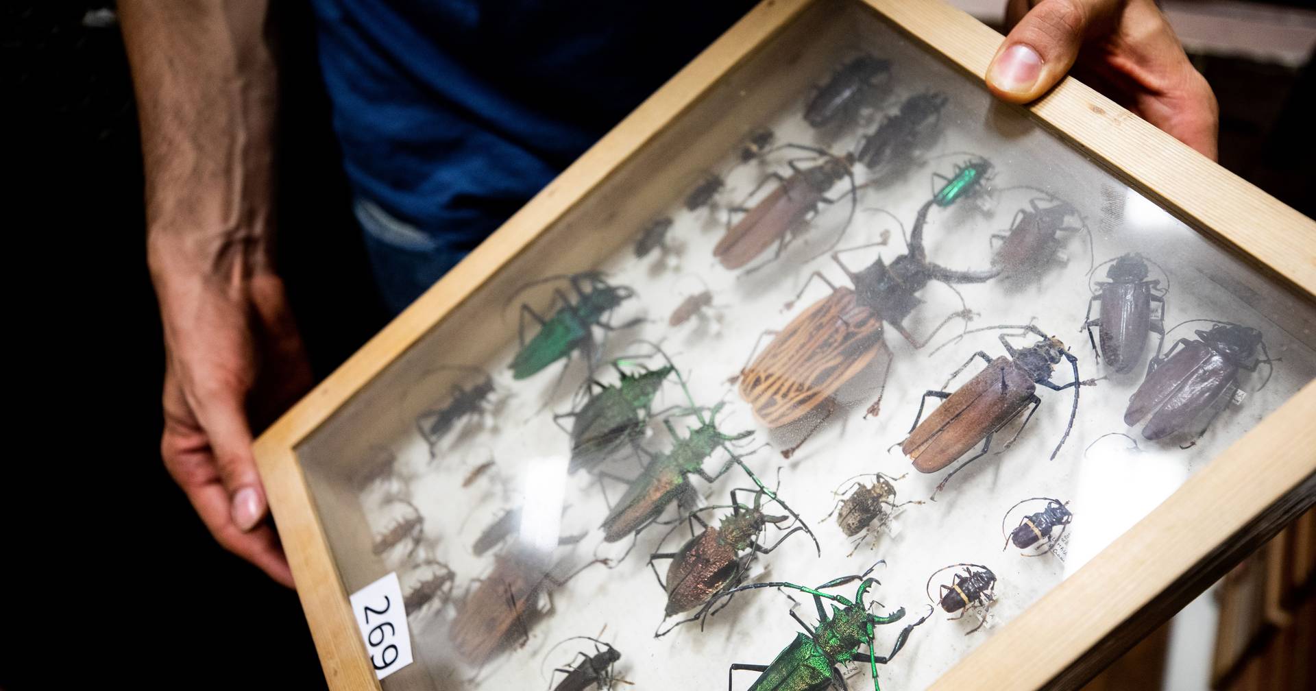 O declínio dos insetos é uma “crise silenciosa mas existencial”: uma ...