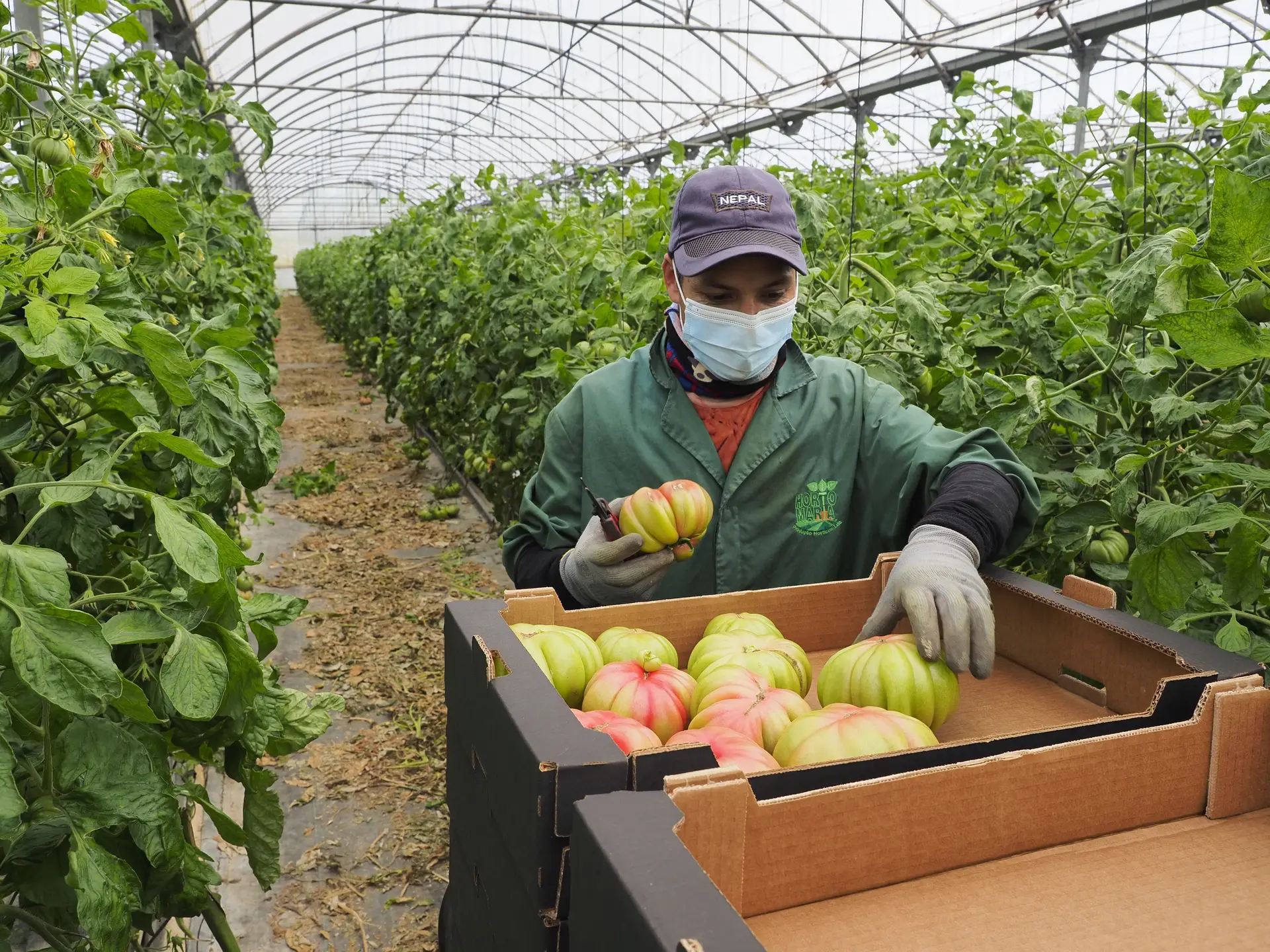 Expresso vence prémio de Rede Europeia Contra a Pobreza com reportagem sobre mão de obra ...