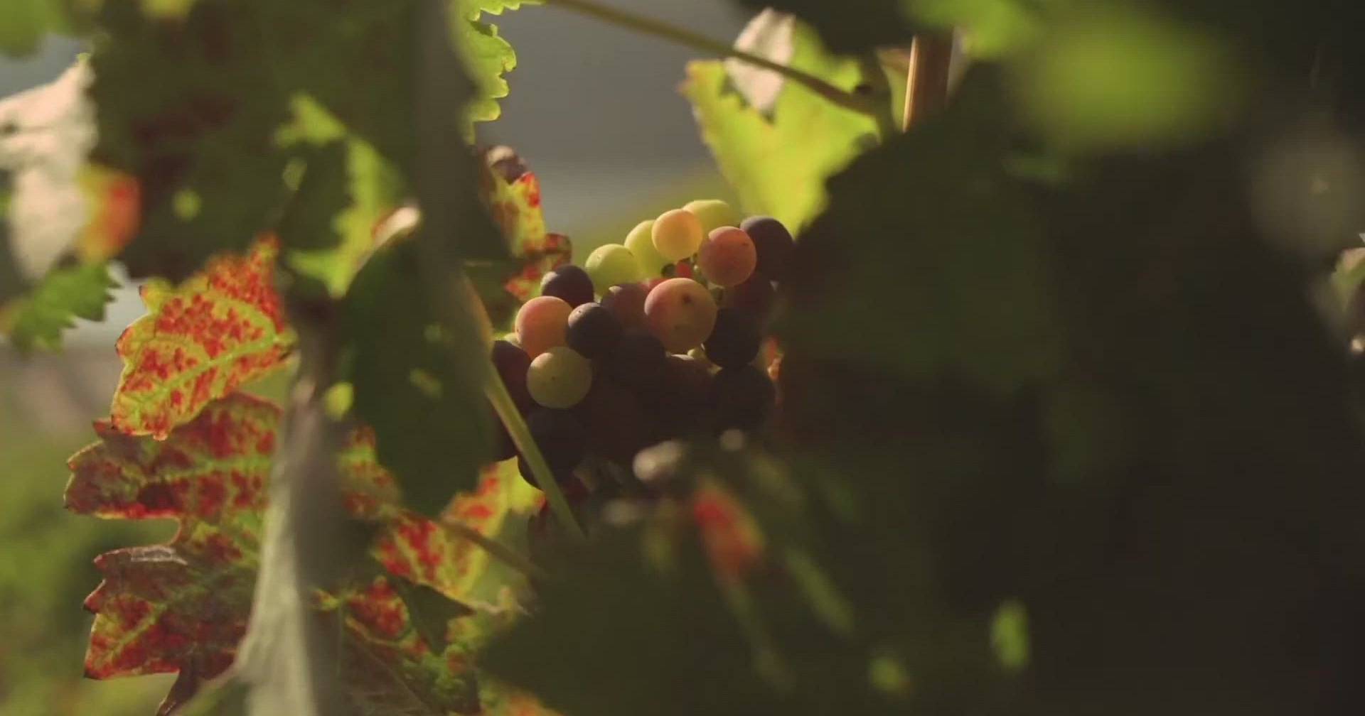 O caminho para a sustentabilidade da Sogrape - Expresso