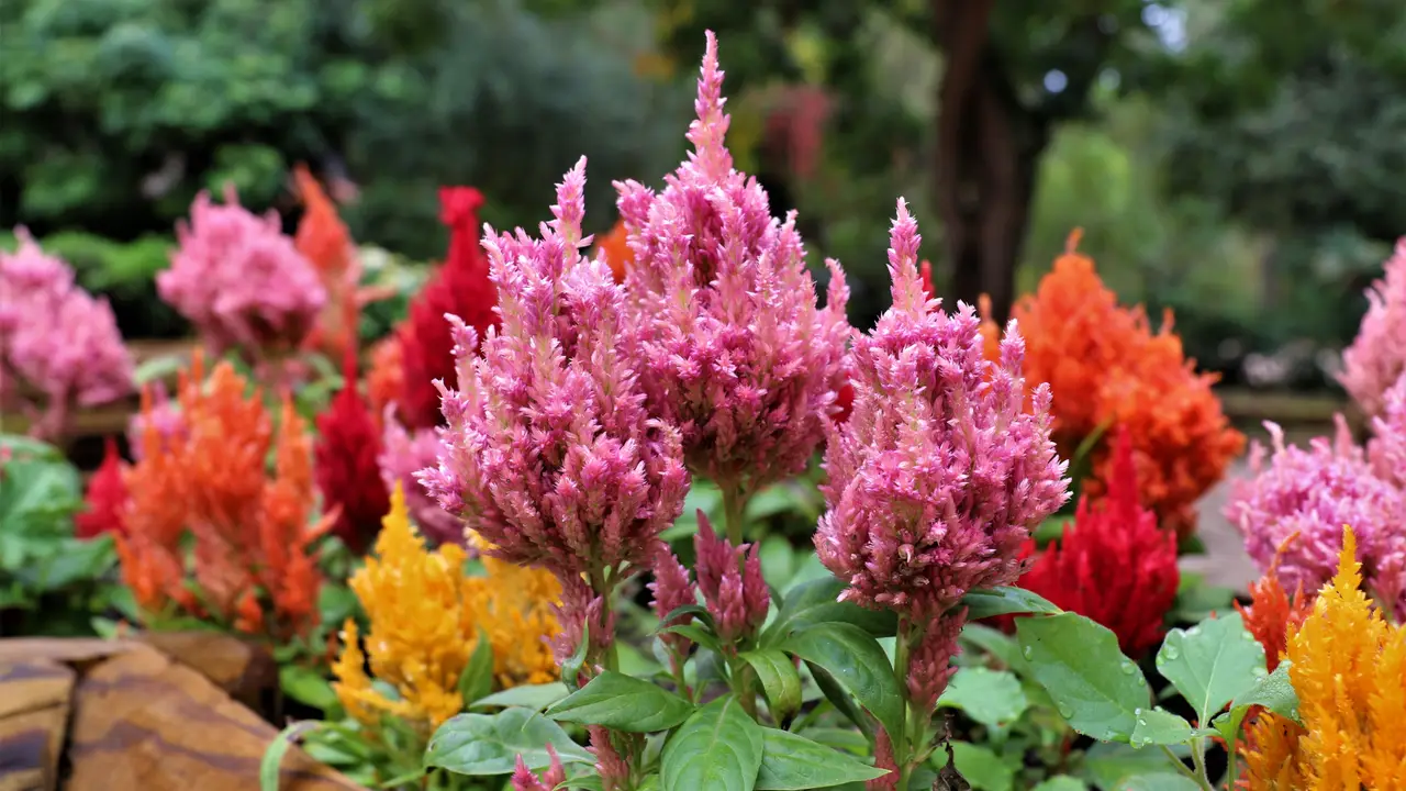 Tocar, provar e cheirar: Botânico de Coimbra inaugura "Jardim Sensorial ...