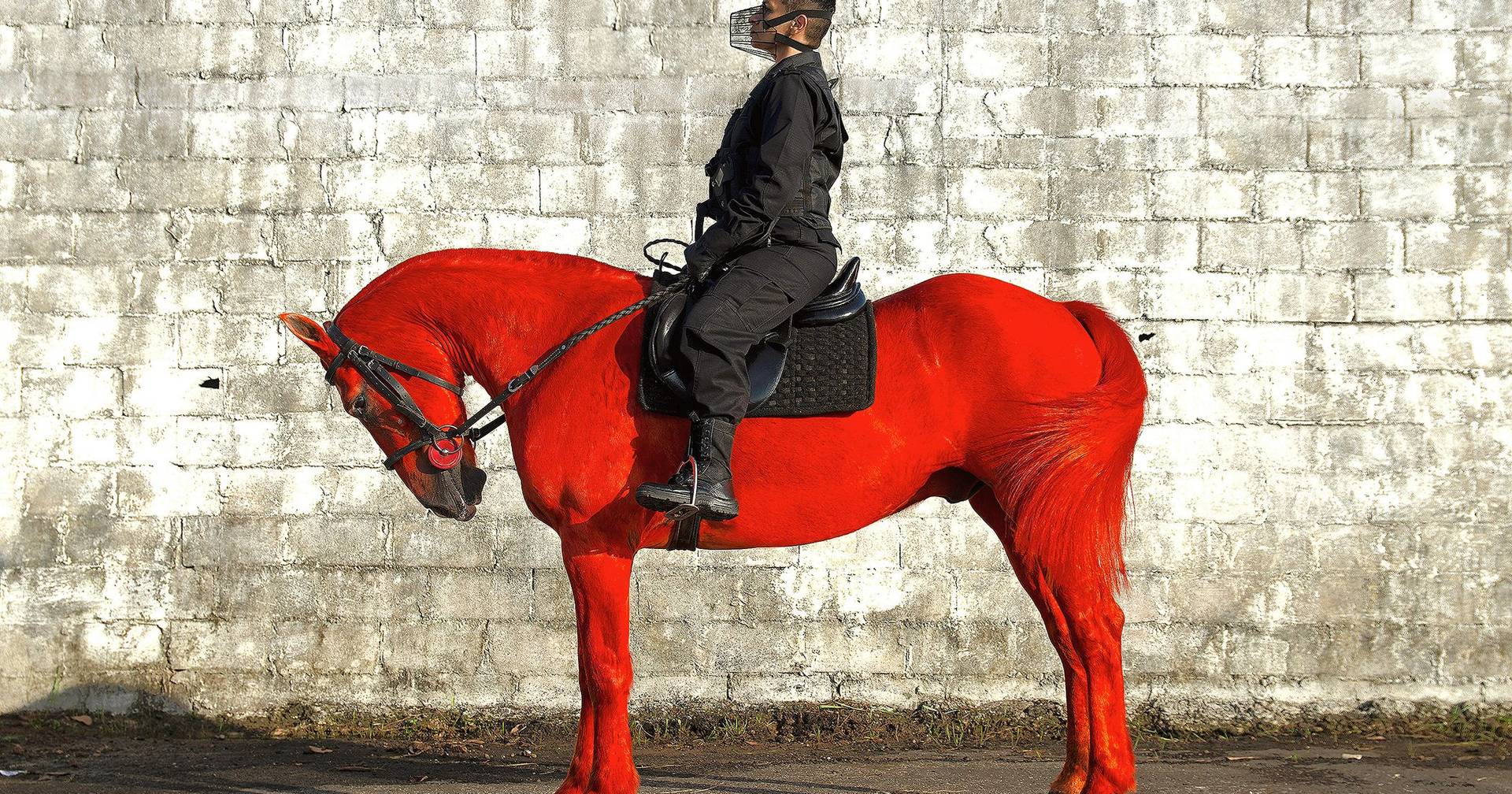 Quem é Berna Reale, a artista brasileira que comprou uma porca prenha ...