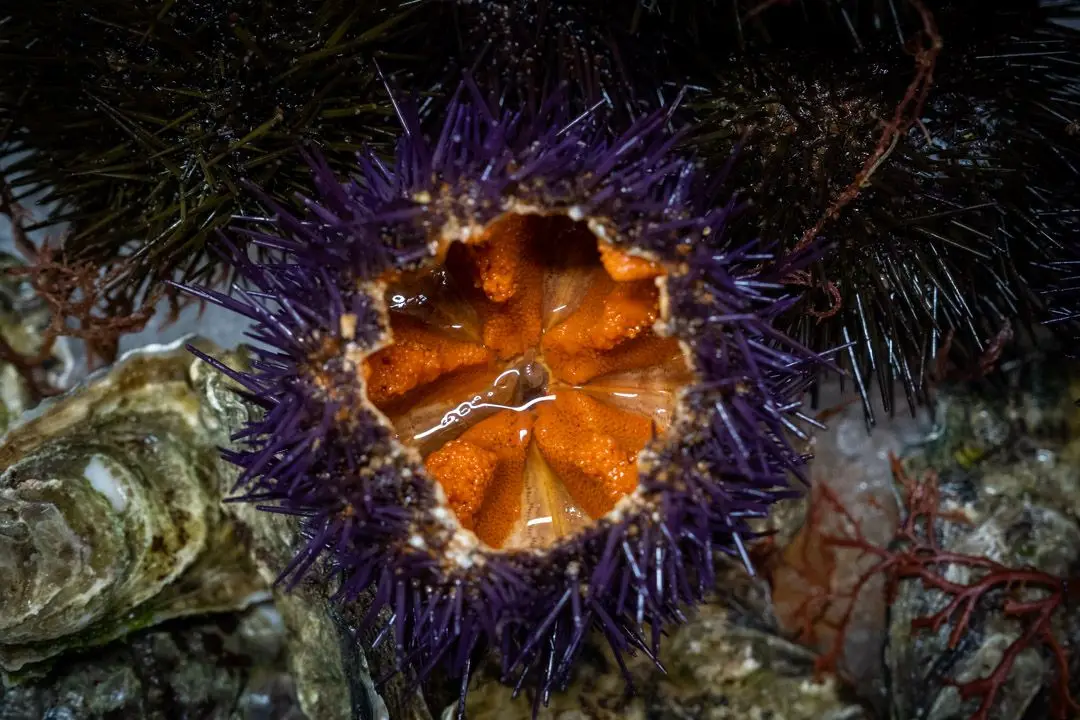 Ouriço-do-mar: o caviar português tem festival na Ericeira - Expresso