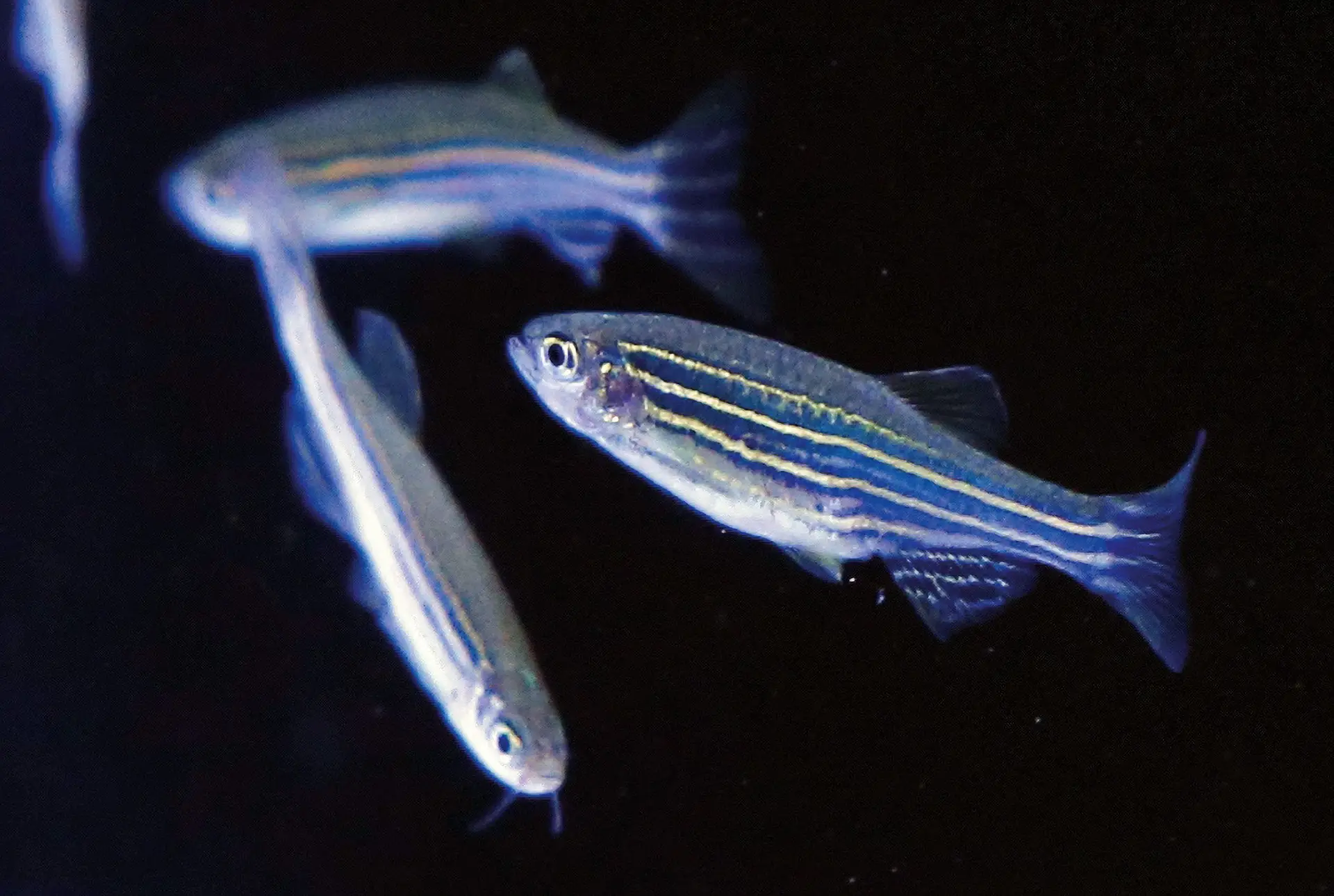 Os peixes-zebra também se deixam contagiar pelas emoções? Sim, e esta ...