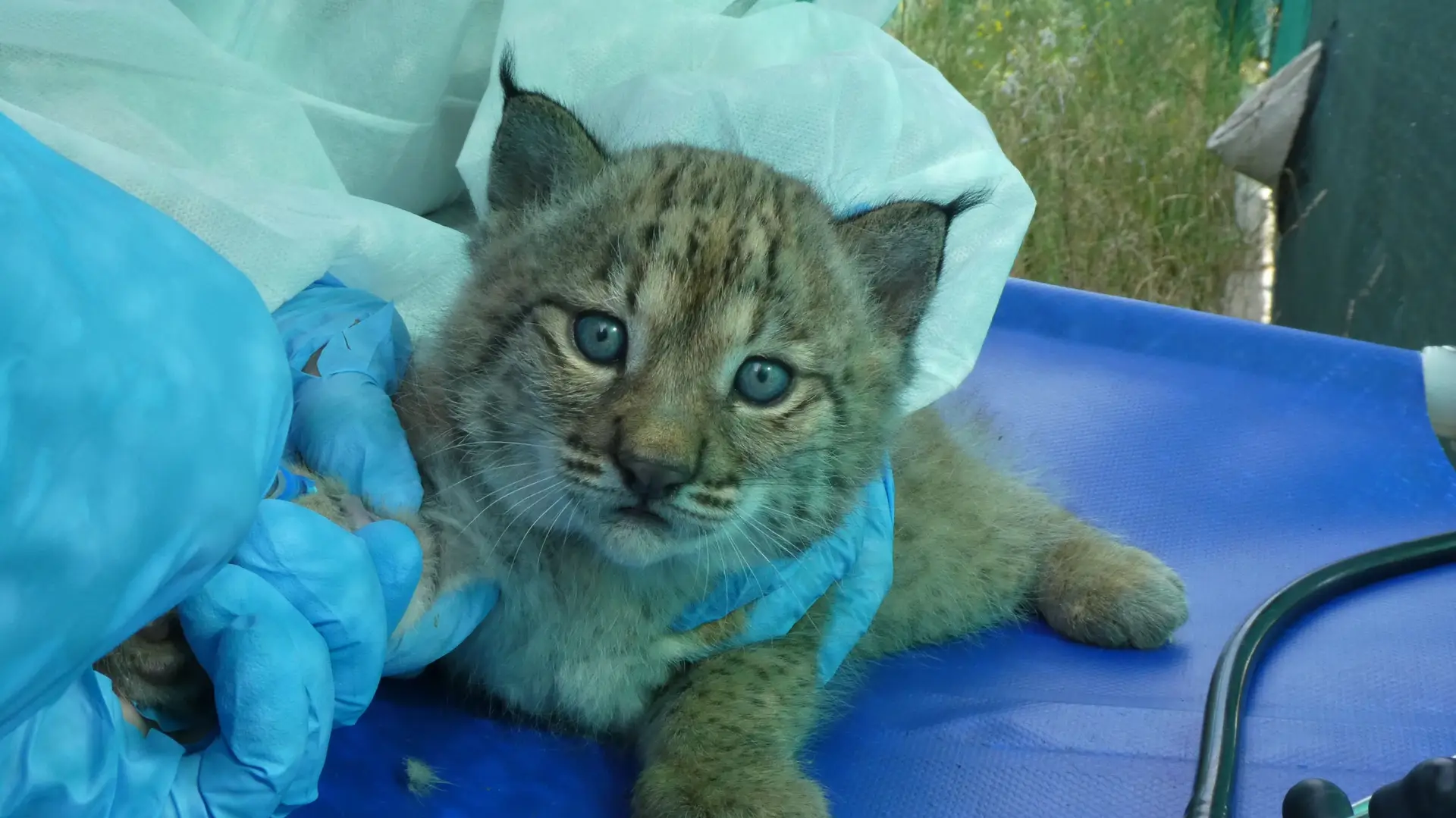 “São só gatos” mas maiores e mais raros: número de linces-ibéricos deve passar os 2000 ainda ...