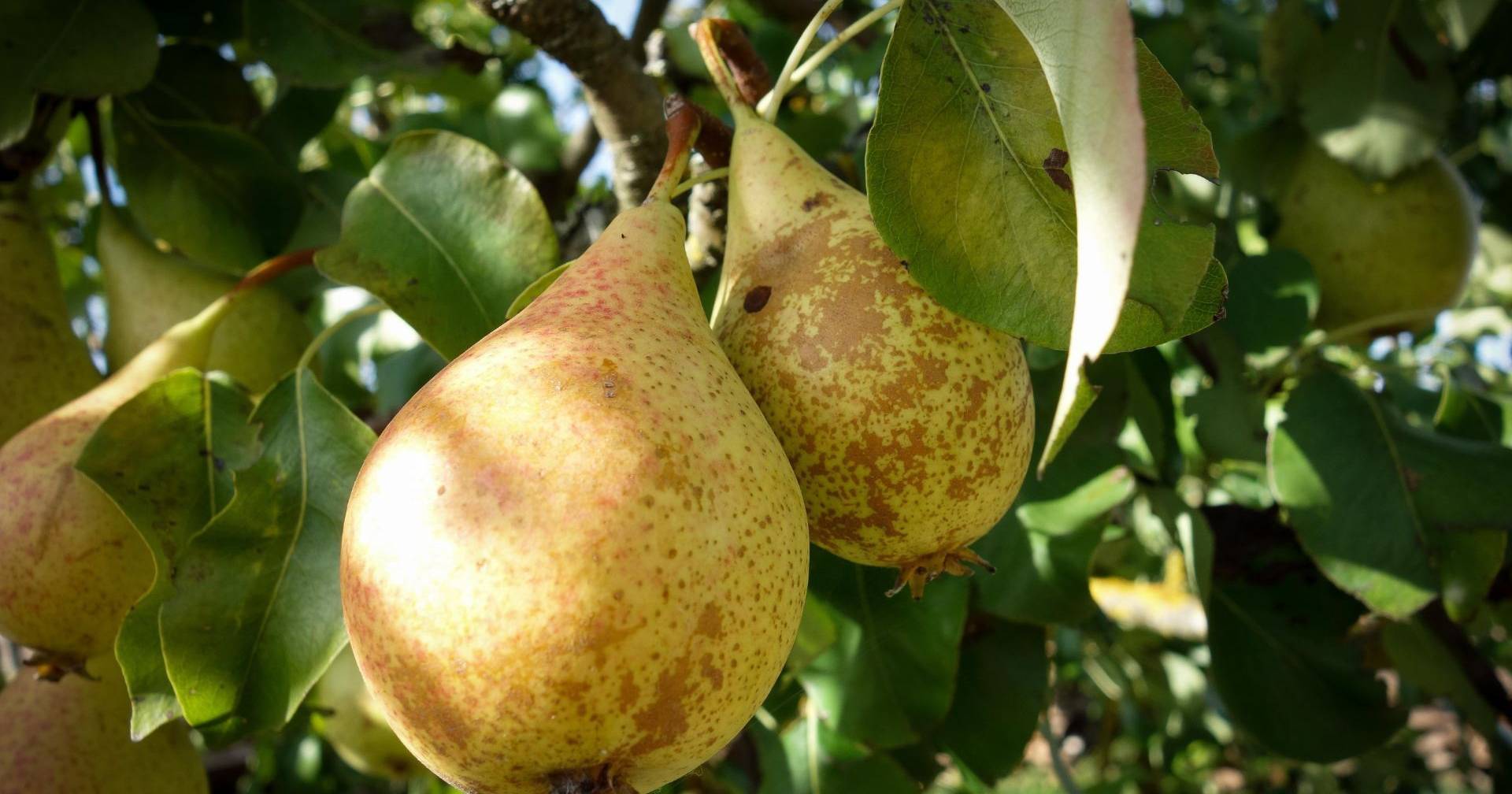 2023 está a ser o pior ano de colheita de pera rocha desde que há ...