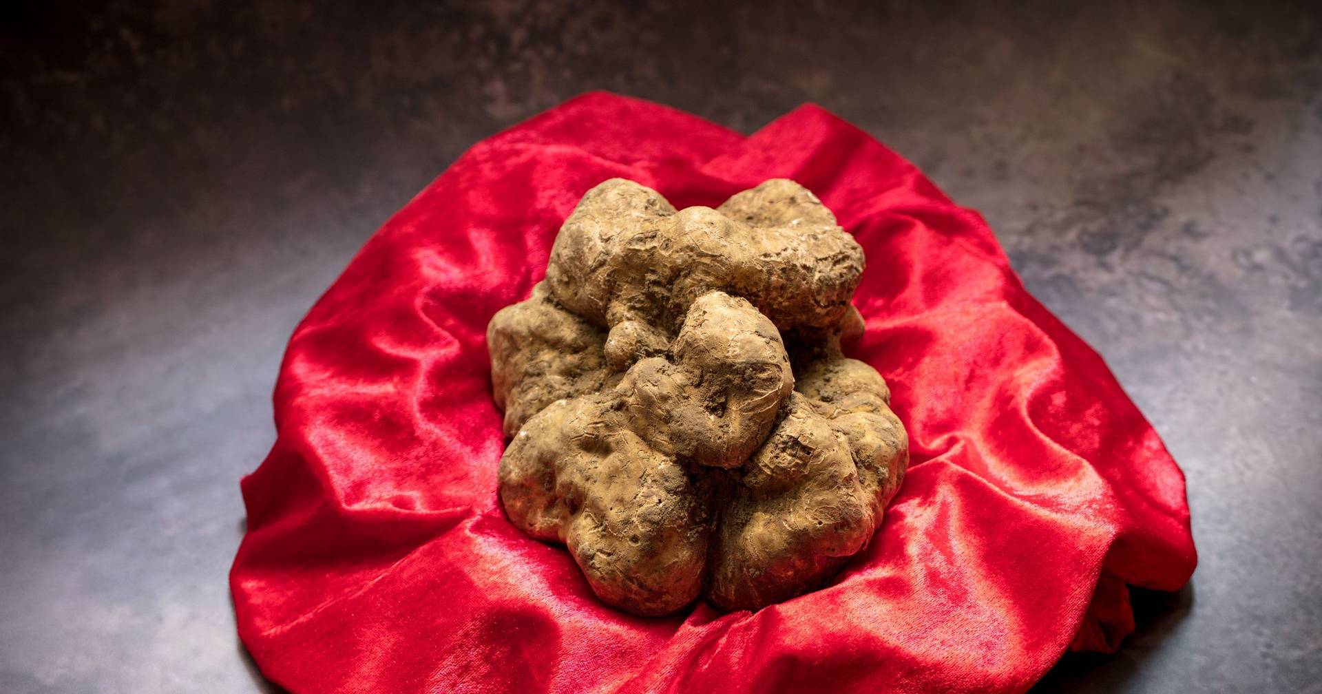 As trufas brancas de Alba já chegaram ao Come Prima, em Lisboa - Expresso