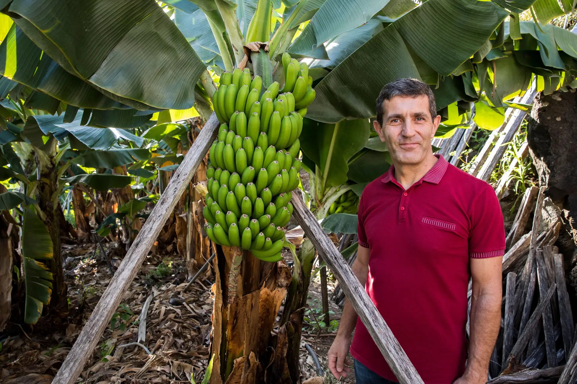 127 noites de clima tropical ajudam a novo recorde da produção de ...