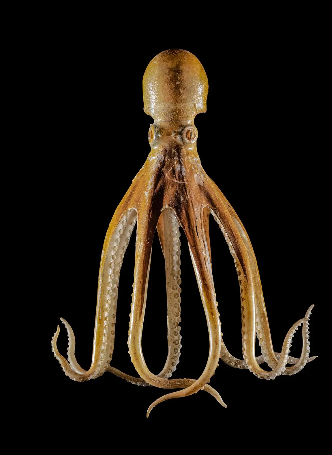 Conhecer o brilho das joias do mar em “Spineless” - Expresso