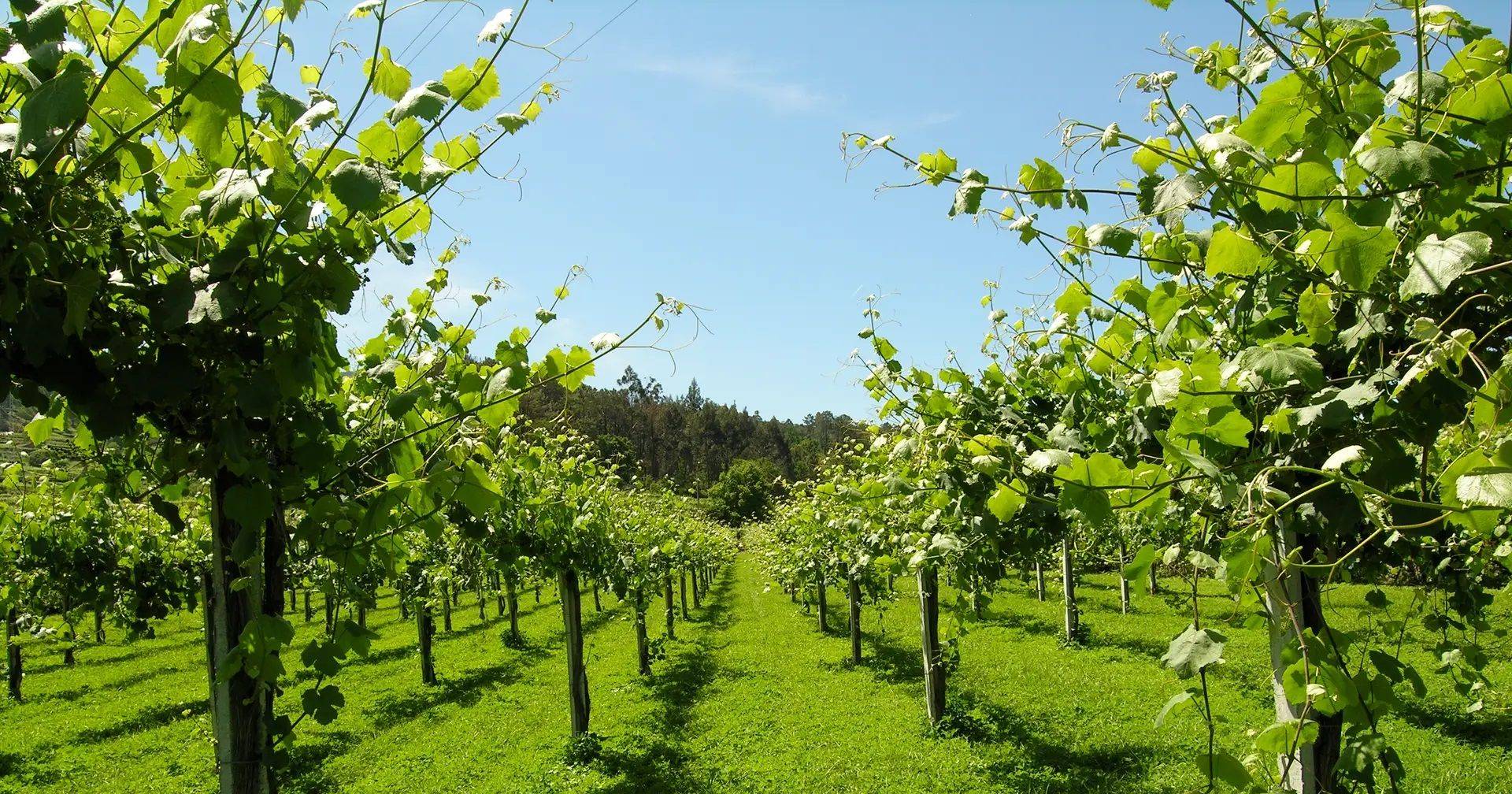 Exportações dos Vinhos Verdes crescem em contraciclo com sector: "Aqui ...