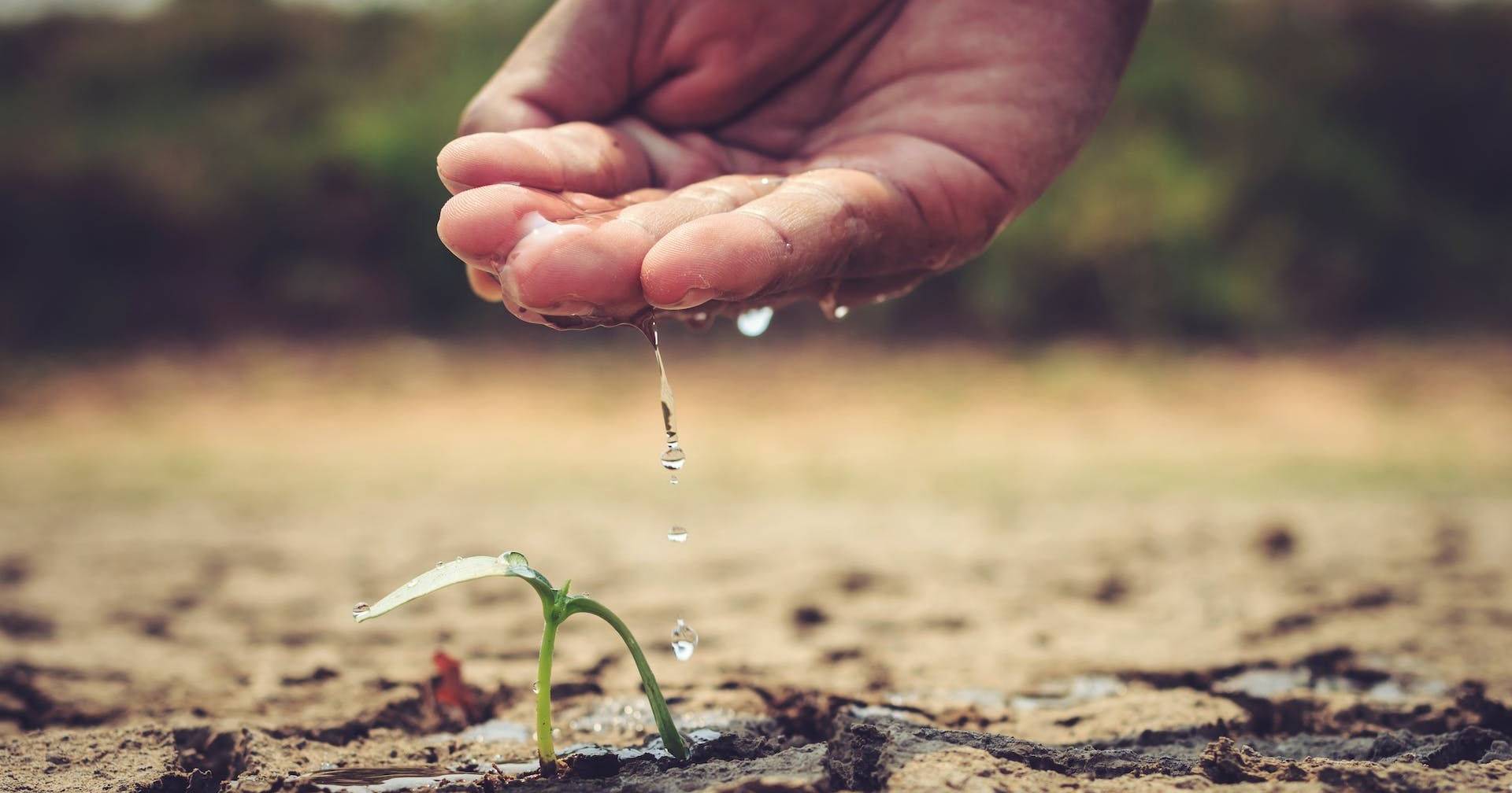 Regenerar e replicar a natureza - Expresso