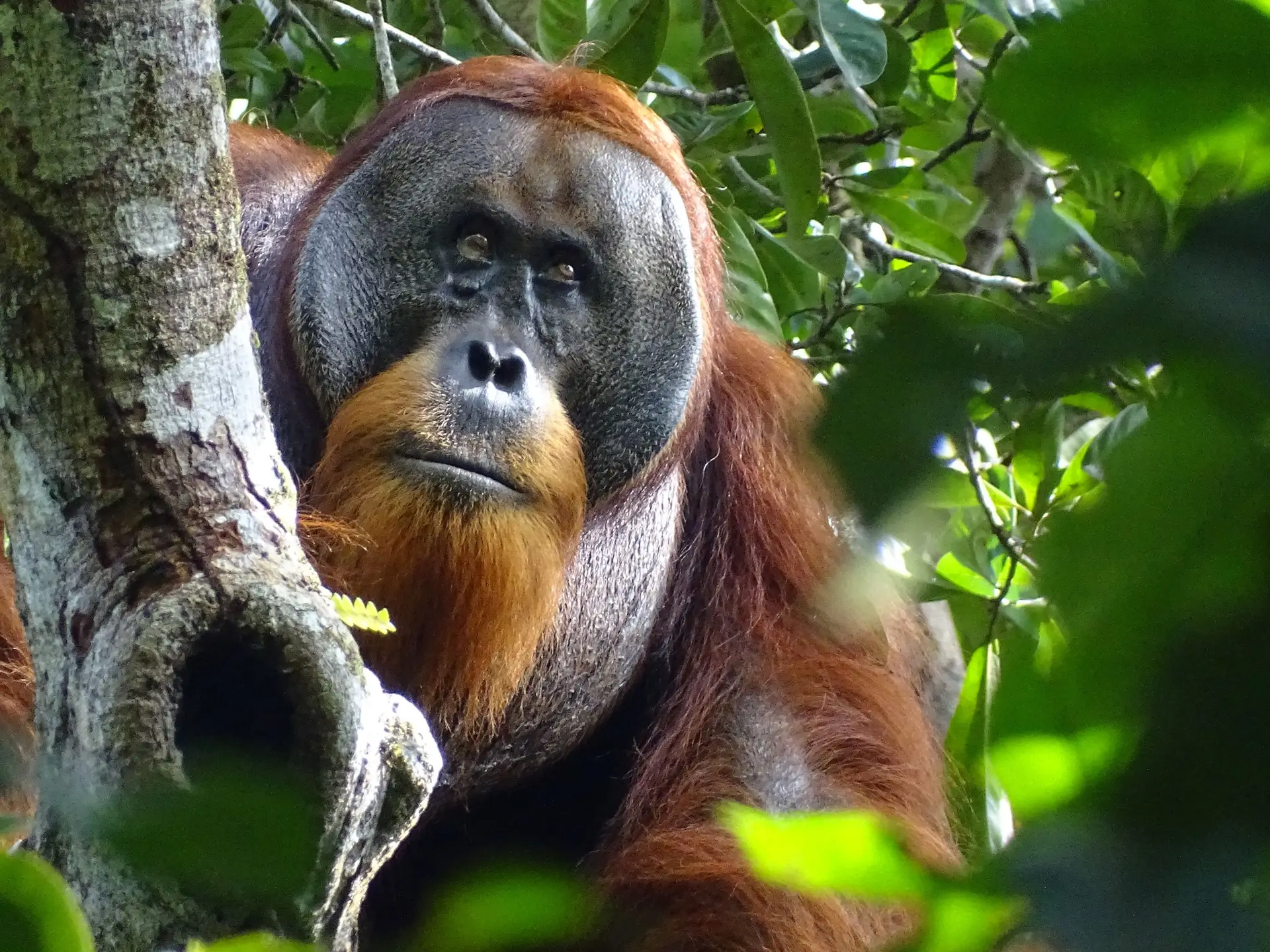 Orangotango é o primeiro animal observado a curar ferida com uma planta ...