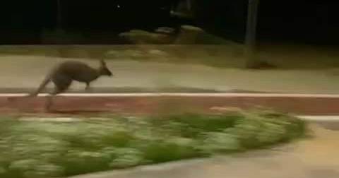 Video-canguru-almada.mp4 - Expresso