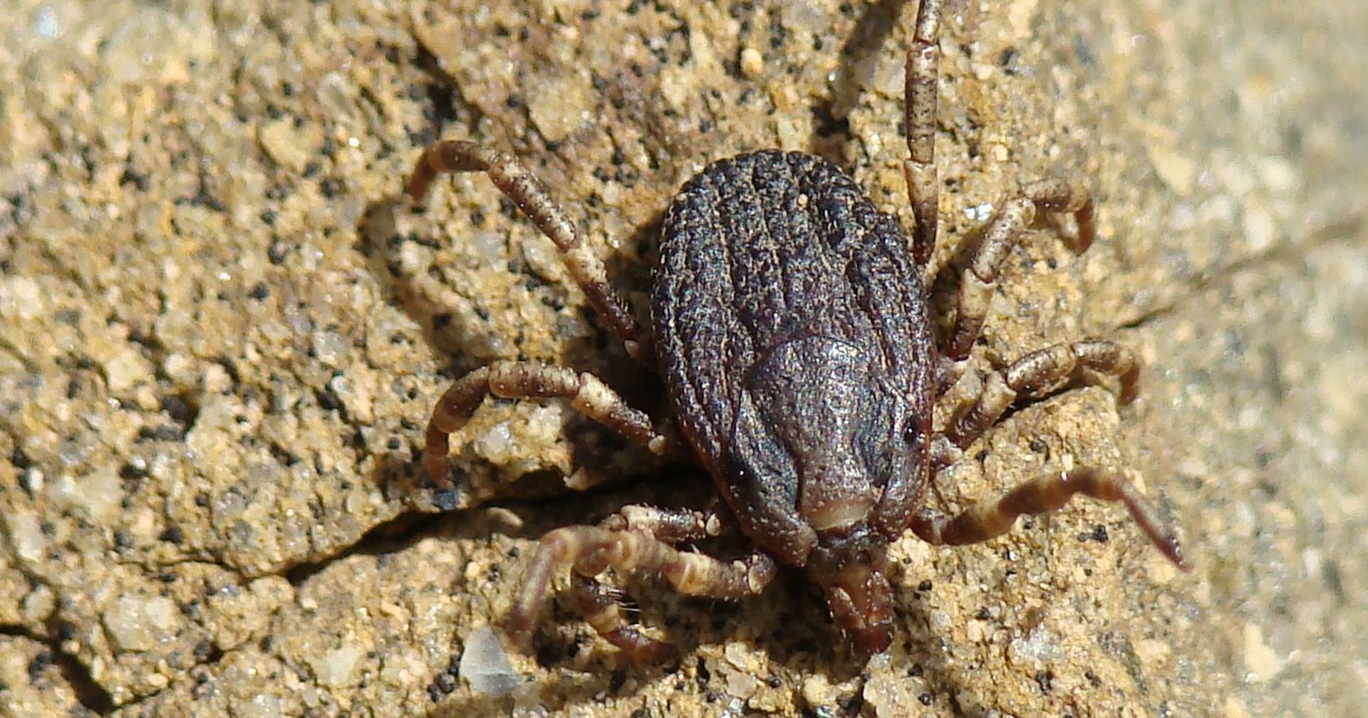 Febre Hemorrágica Crimeia-Congo: DGS está no terreno a recolher ...