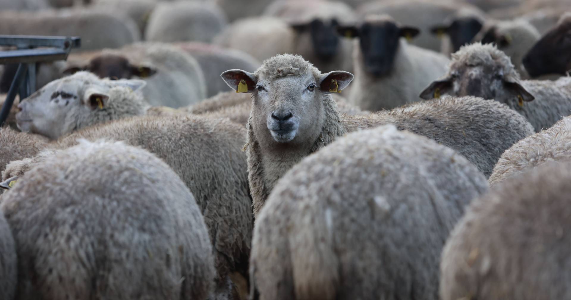 Língua azul: que doença é esta? Quantos animais já morreram? Como se ...