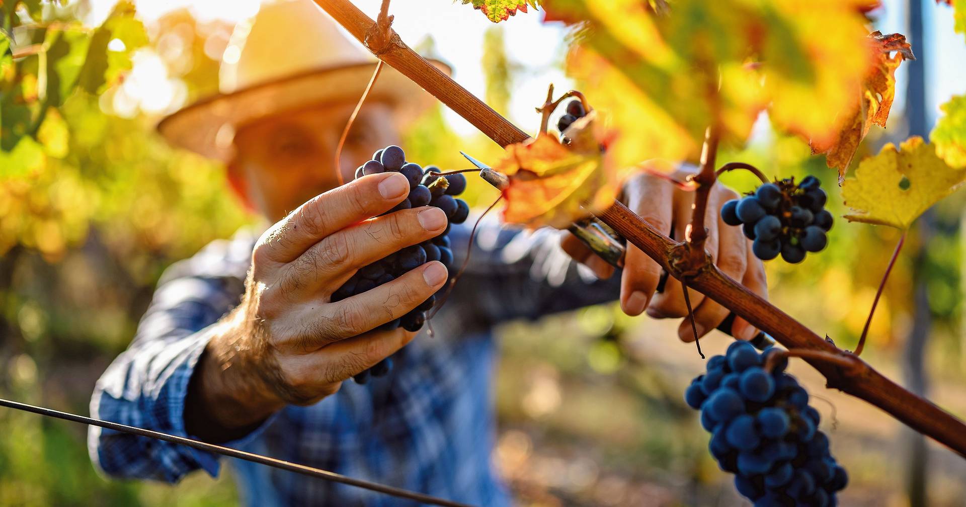Hard rock & heavy wine: porque é que certas castas são tão importantes ...