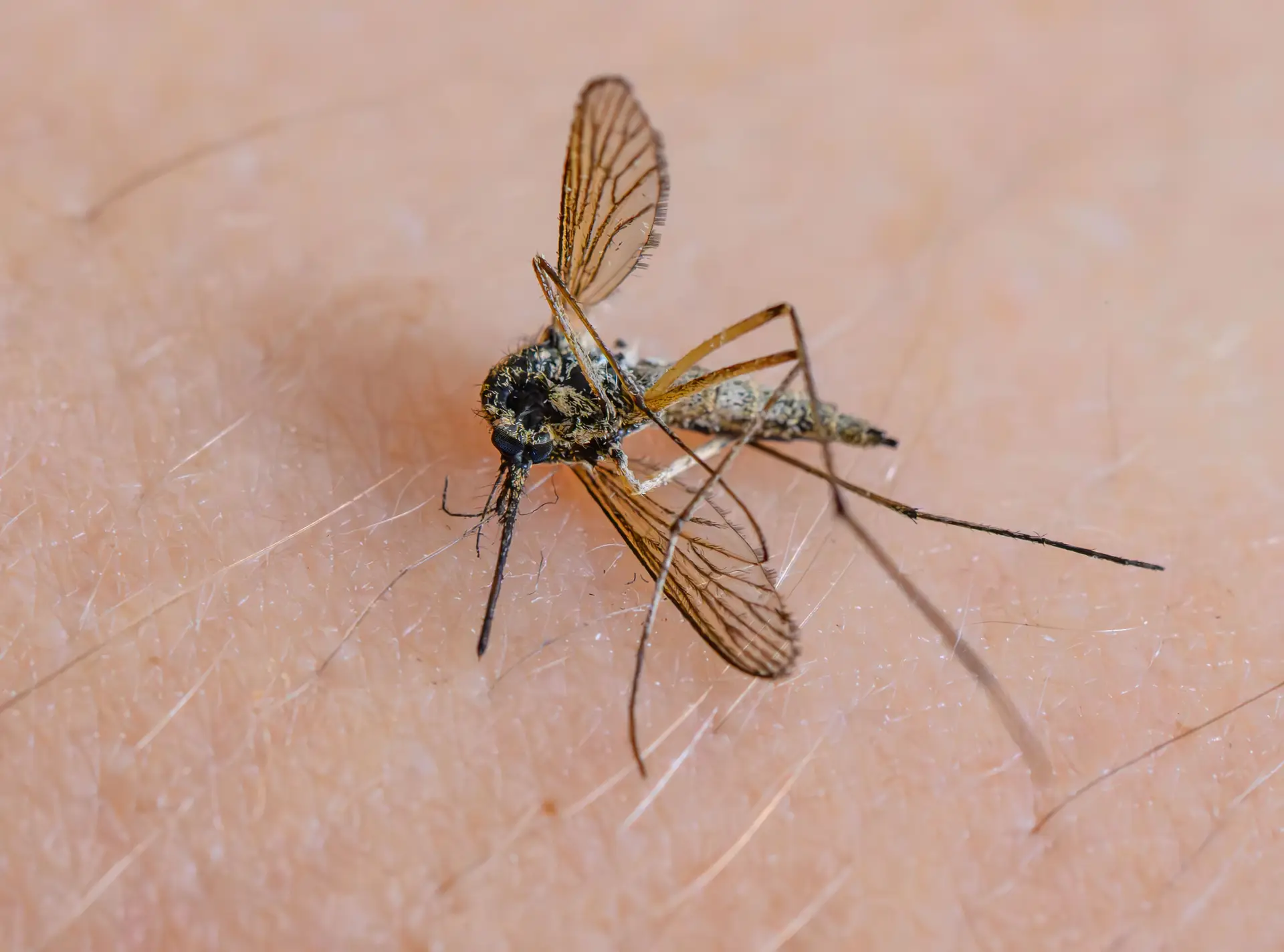 Porque é que os mosquitos picam mais algumas pessoas (e o que fazer ...