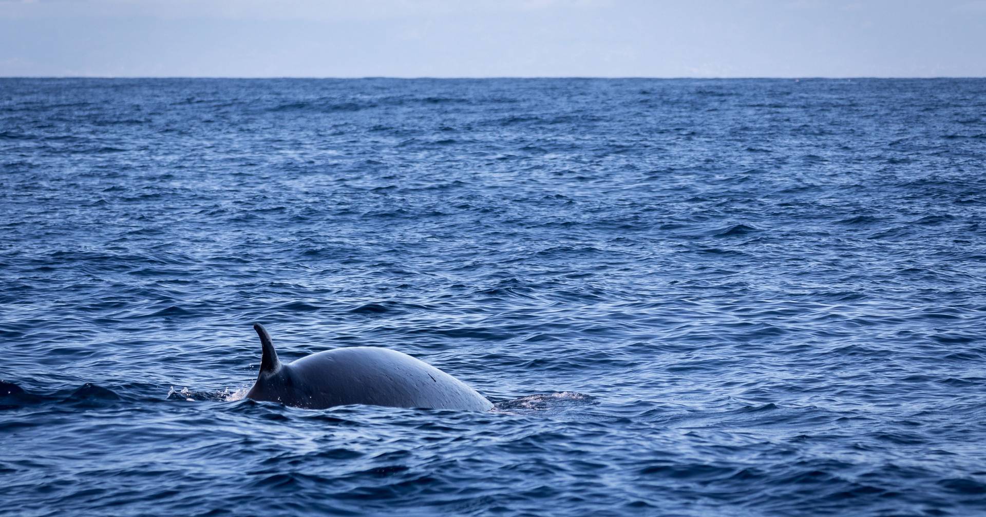 Baleia-de-bryde avistada com cria na Costa da Caparica - Expresso