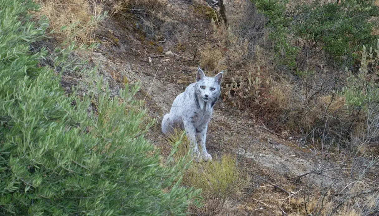 Eis a primeira imagem de um lince ibérico branco - só não se sabe como ...
