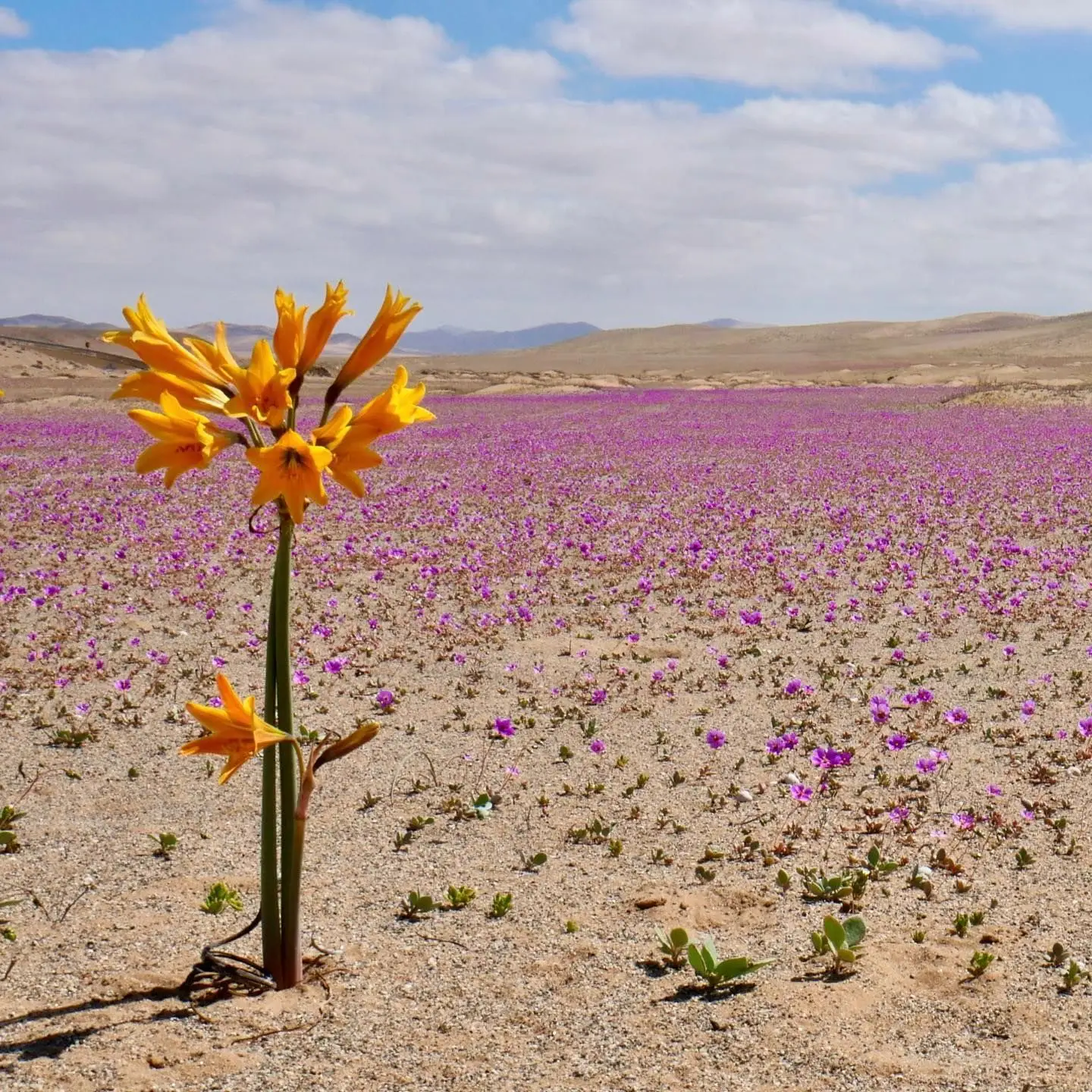 Flores num deserto? Descobre o fenómeno do Atacama, no Chile - Expresso
