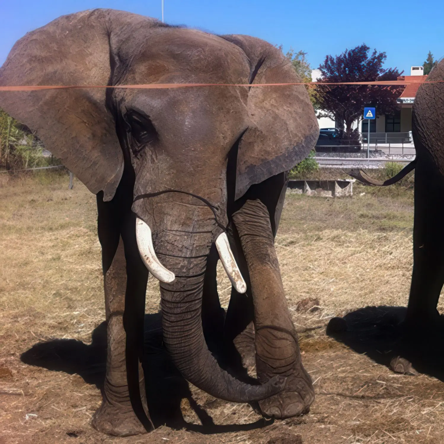 Julie, o último elefante de circo em Portugal, vai ter uma nova casa ...