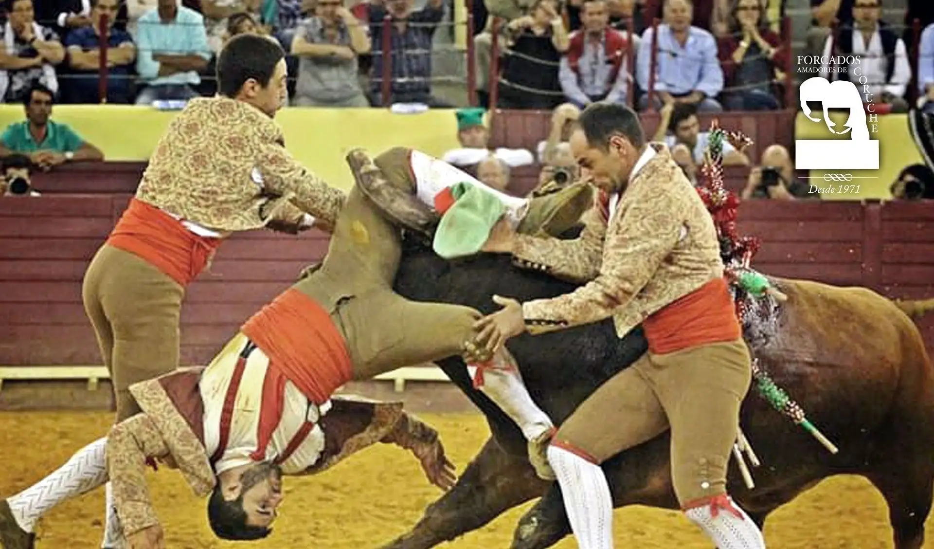 O MIRANTE | Forcados de Coruche motivados para quebrar enguiço no Campo ...