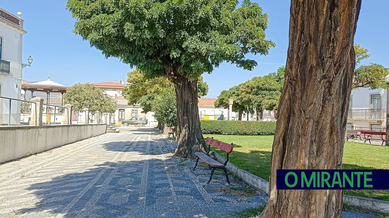 O MIRANTE | Árvores do Jardim do Coreto na Chamusca vão ser abatidas