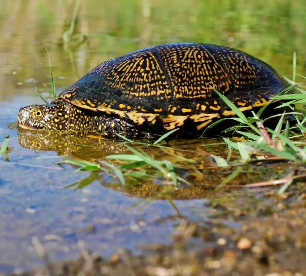 Quinta do Lago liberta 27 cágados recuperados com a ajuda do RIAS - Postal