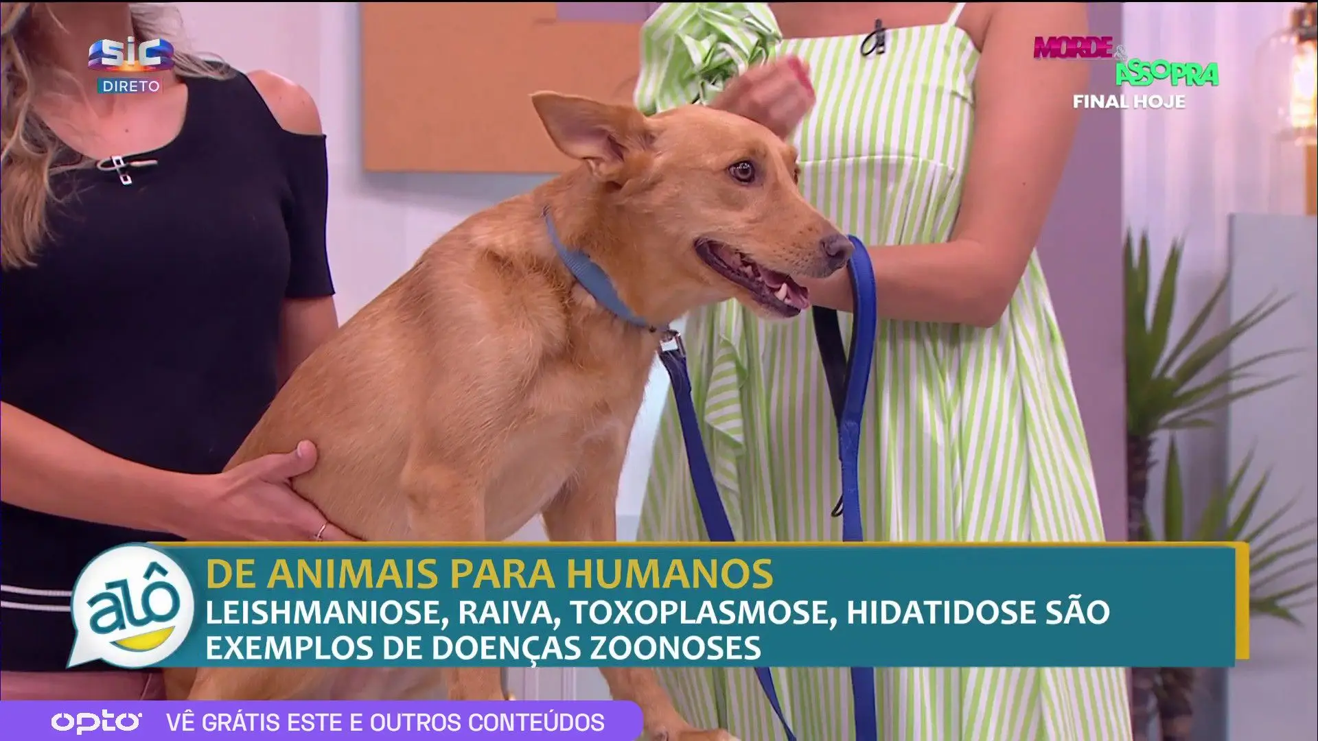 Alô Portugal – 5 de julho – Saúde humana e animais: saiba como evitar ...