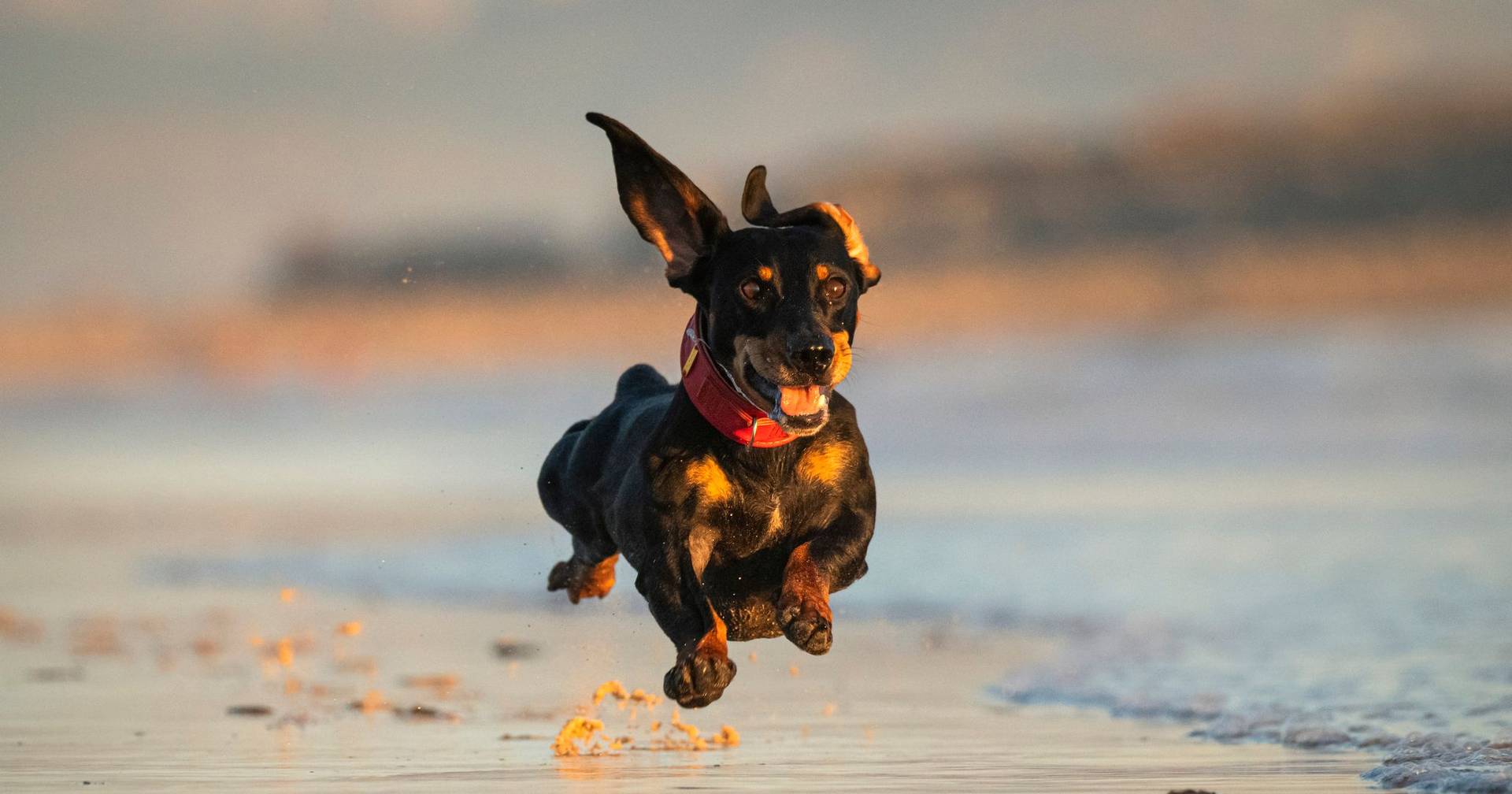 5 dicas essenciais para o regresso à rotina do seu cão - SIC