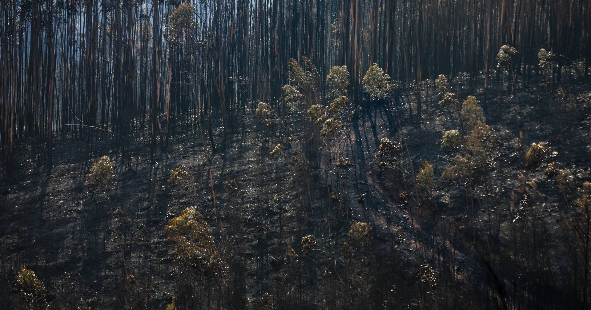 Um dos maiores fogos em Portugal queimou 41 mil hectares em 2003 - SIC ...