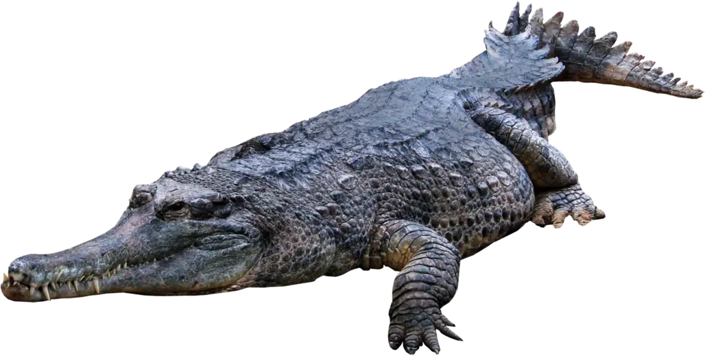 Portugalosuchus é o mais antigo crocodilo do mundo - SIC Notícias