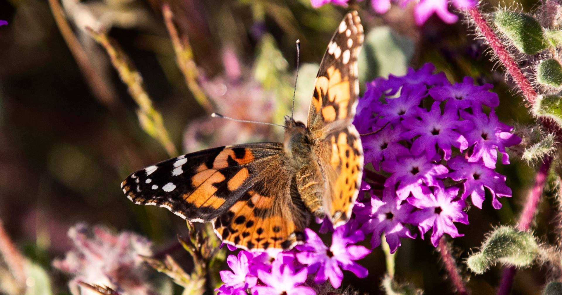A primavera mais florida dos últimos 20 anos - SIC Notícias